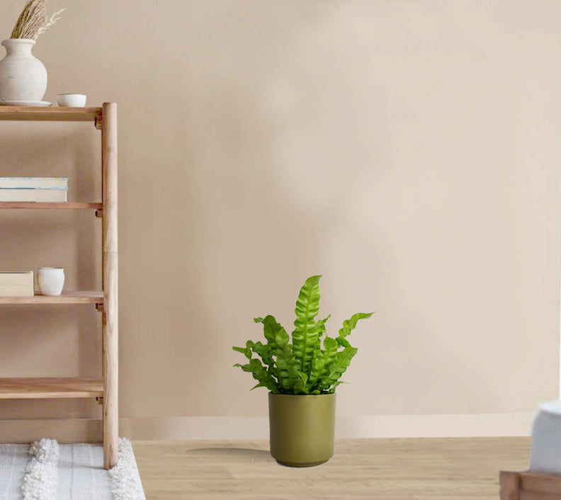 Asplenium Nidus – Expressions Flowers LLC.